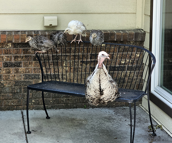 Let’s Talk Turkey - Yellowstone Boys and Girls Ranch Foundation